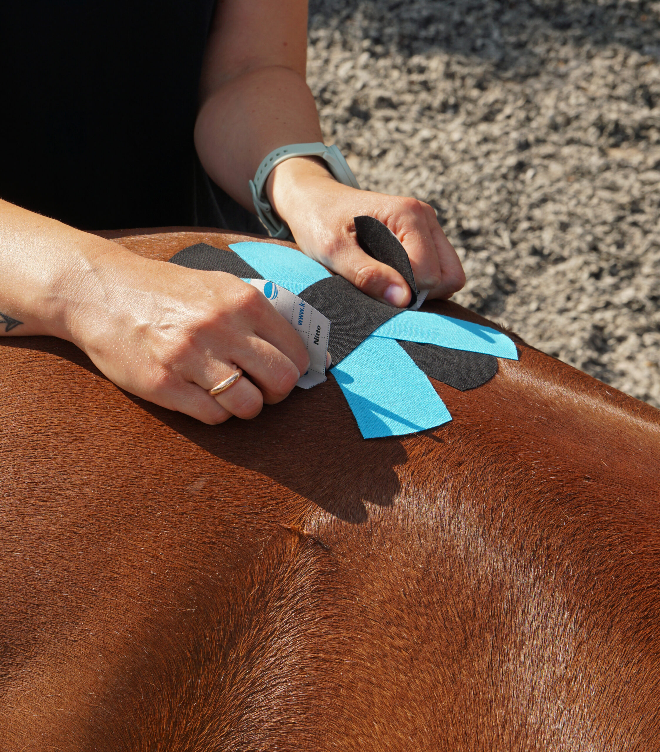 Das ISG. Störungen, Ursachen und Therapie. – Vet-Taping.de