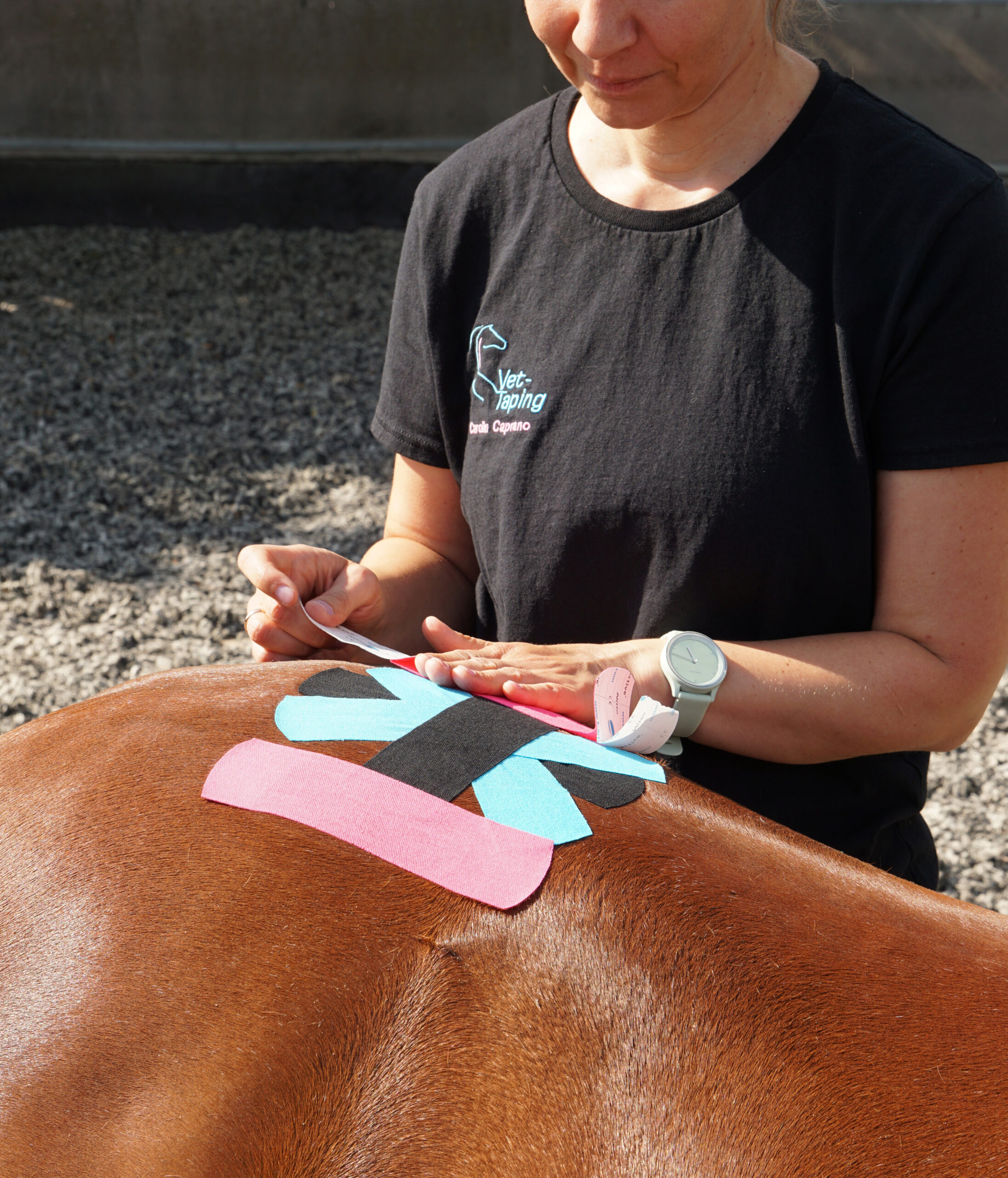 Das ISG. Störungen, Ursachen und Therapie. – Vet-Taping.de