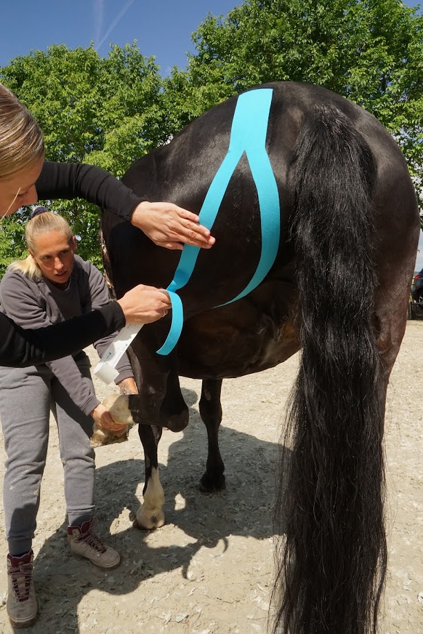 Gemeinsam stark – Teamwork beim Vet-Taping – Vet-Taping.de