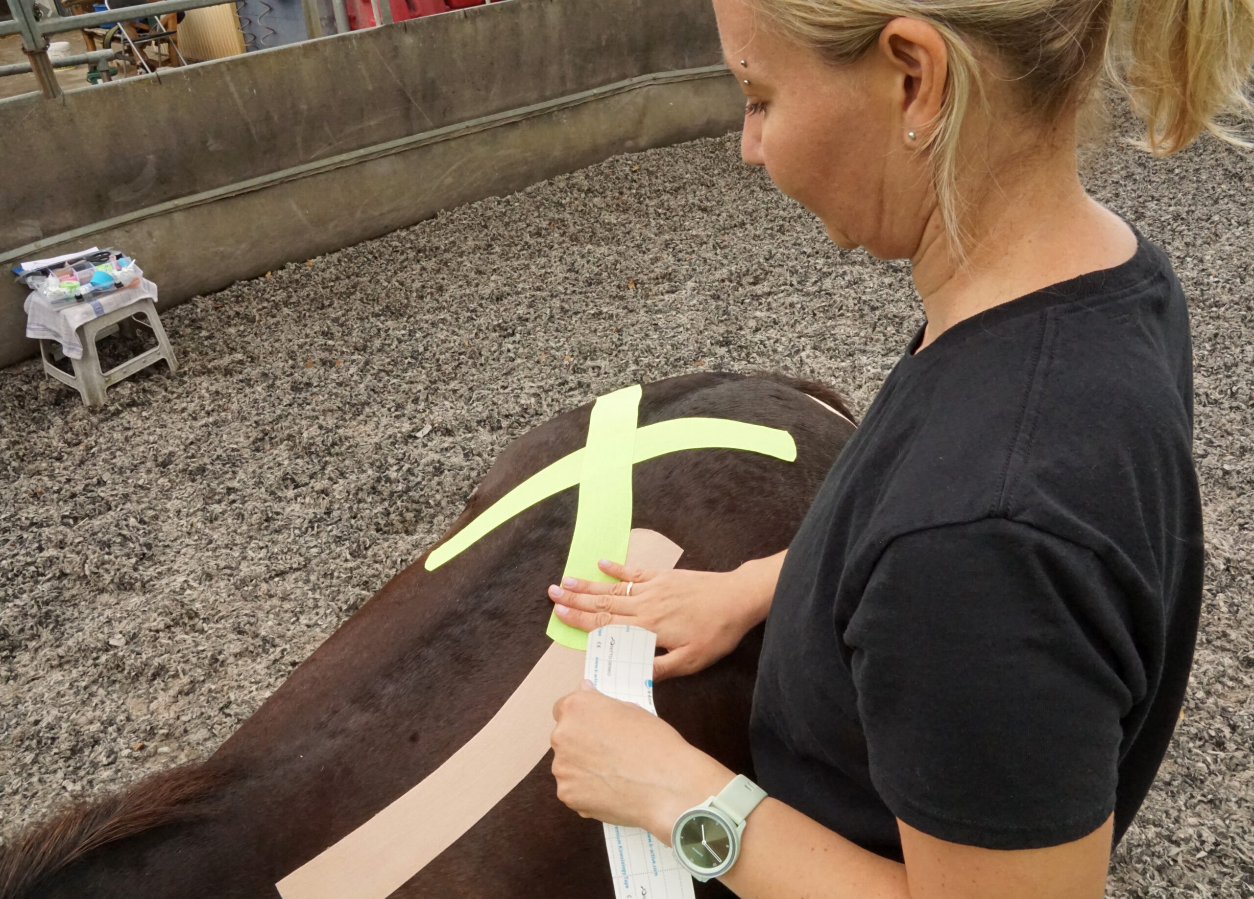 Das ISG. Störungen, Ursachen und Therapie. – Vet-Taping.de